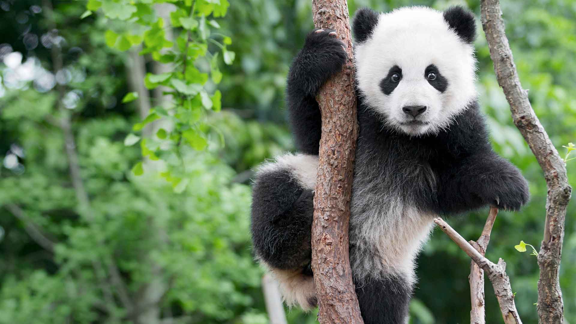 Bei Atlassian einloggen - Jira